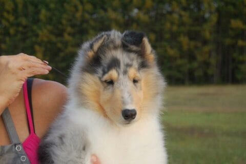 Collie Puppies | Wyndlair Collies