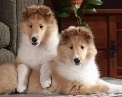 Rough Collie Puppies | Wyndlair Collies