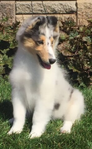 Collie Puppies | Wyndlair Collies