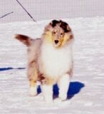 Collie Puppies | Wyndlair Collies