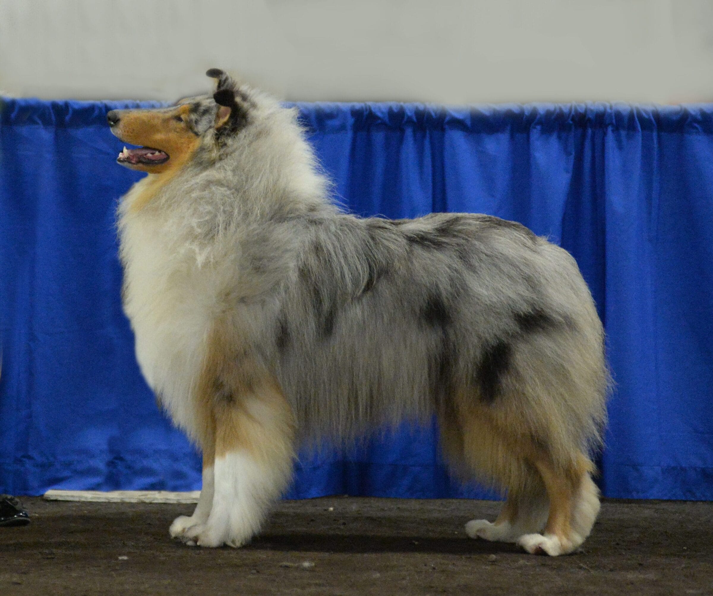 GCHB Aurealis Zandria’s Winning Colors | Wyndlair Collies